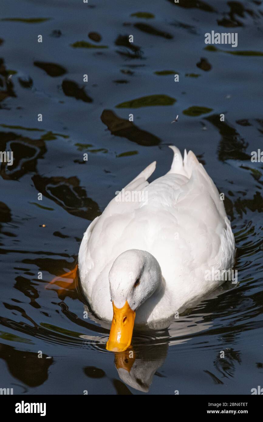 Large white heavy duck also known as America Pekin Duck, the duck swims ...