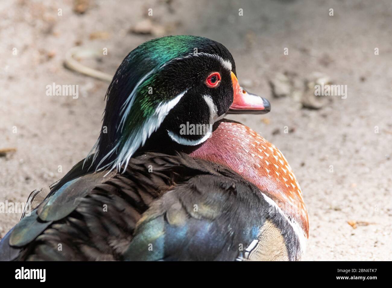 A male Wood Duck is standing next to the water. Also known as Carolina ...