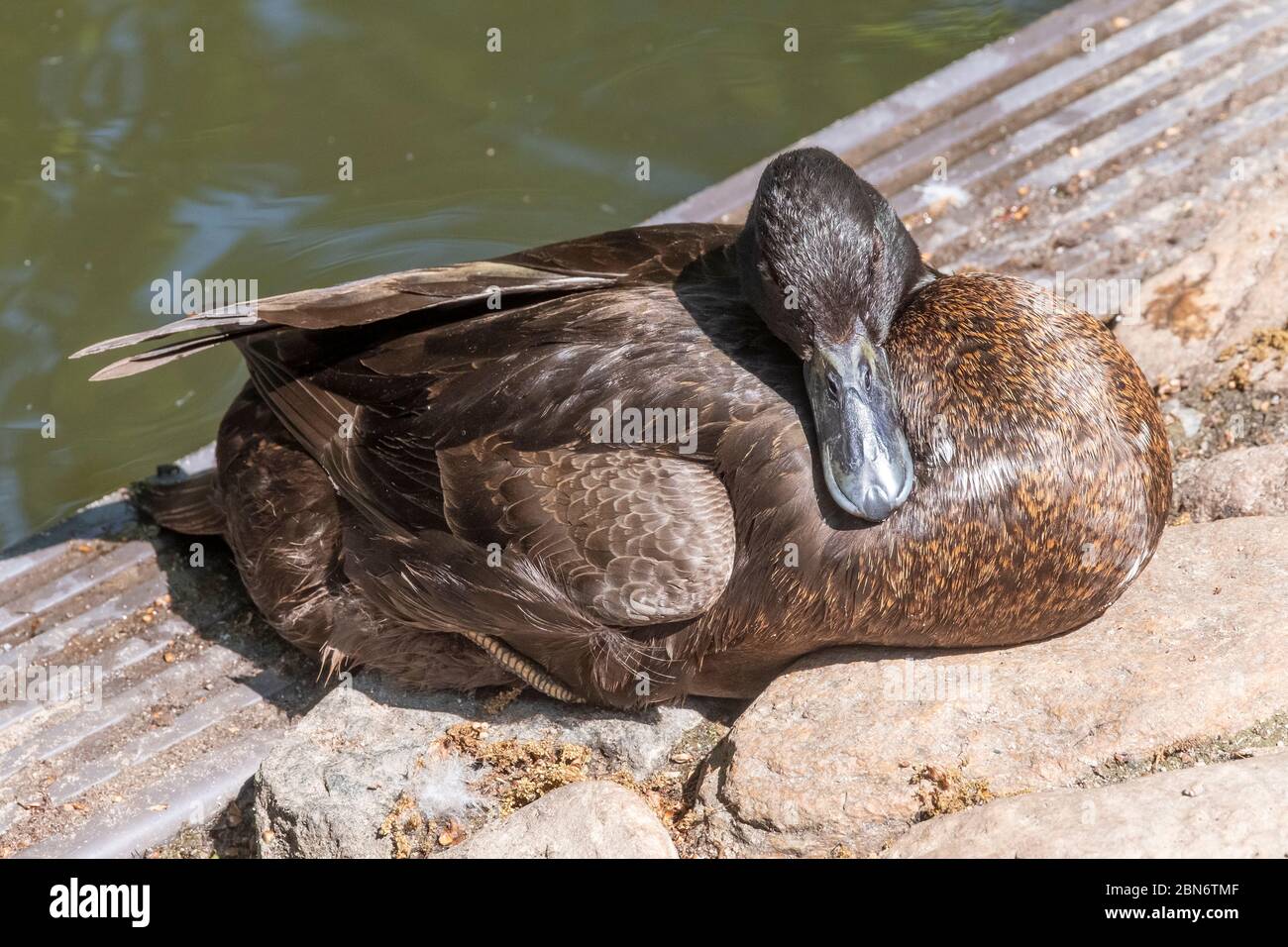 One brown duck with black beak, The duck itches with its beak in its ...