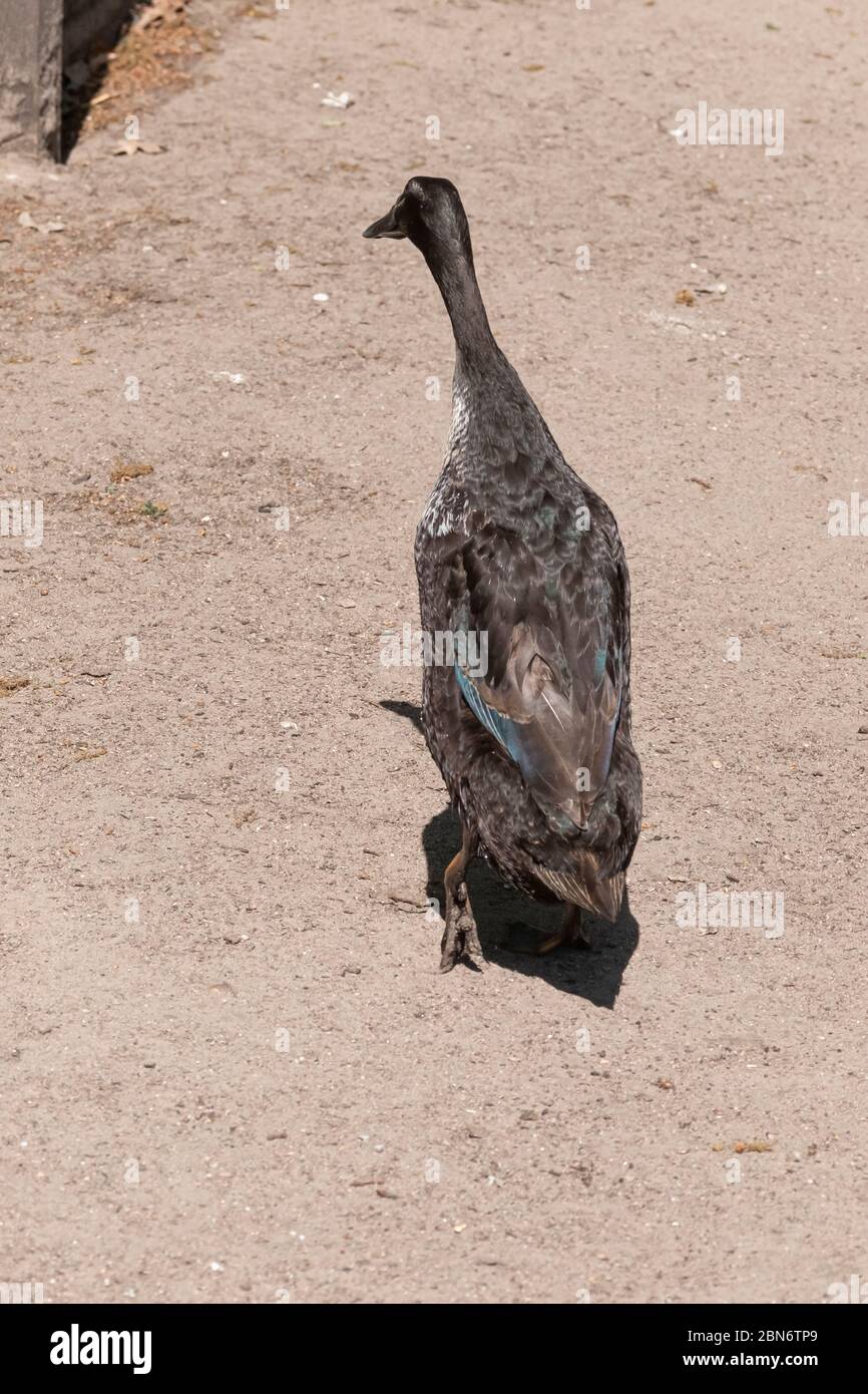 Female indian runner duck hi-res stock photography and images - Alamy