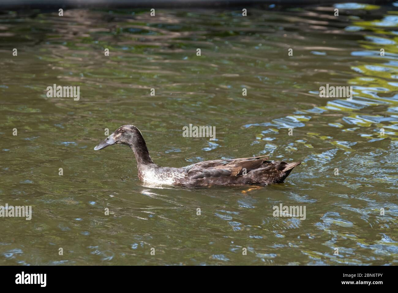 Female indian runner duck hi-res stock photography and images - Alamy