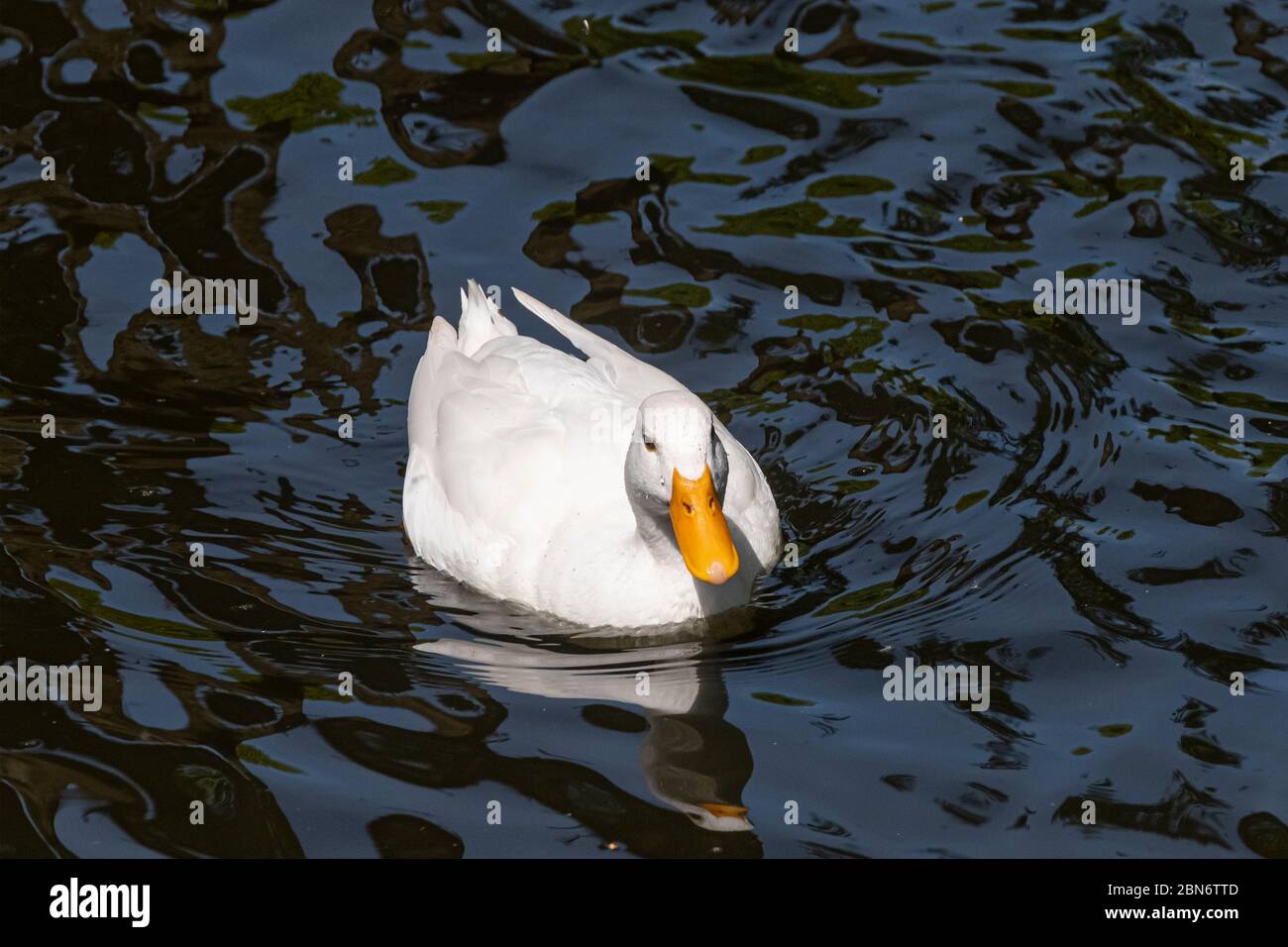 Large white heavy duck also known as America Pekin Duck, the duck swims ...