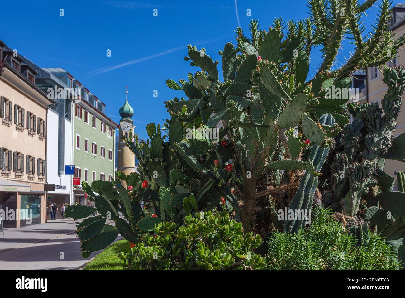 Flowerbed full of cactus in the central square of Lienz Stock Photo - Alamy