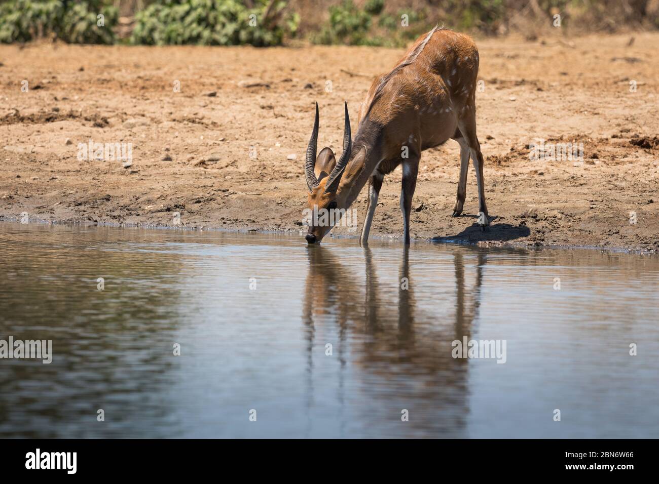 Harnessed bushbuck hi-res stock photography and images - Alamy