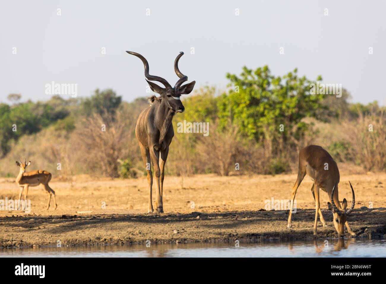 Greater kudus drinking at Kavinga waterhole, Zimbabwe Stock Photo - Alamy