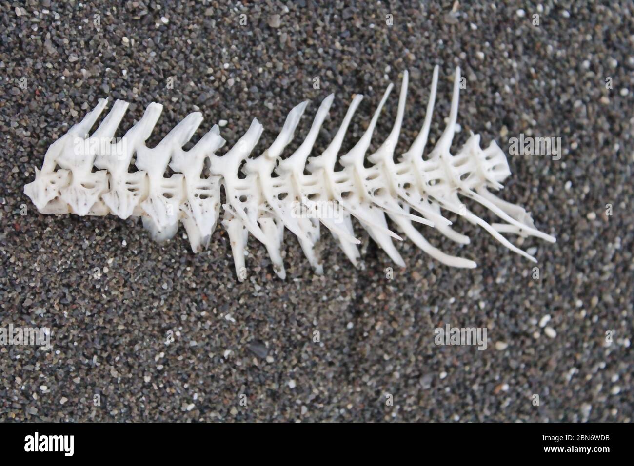 Skeleton on Beach Stock Photo - Alamy