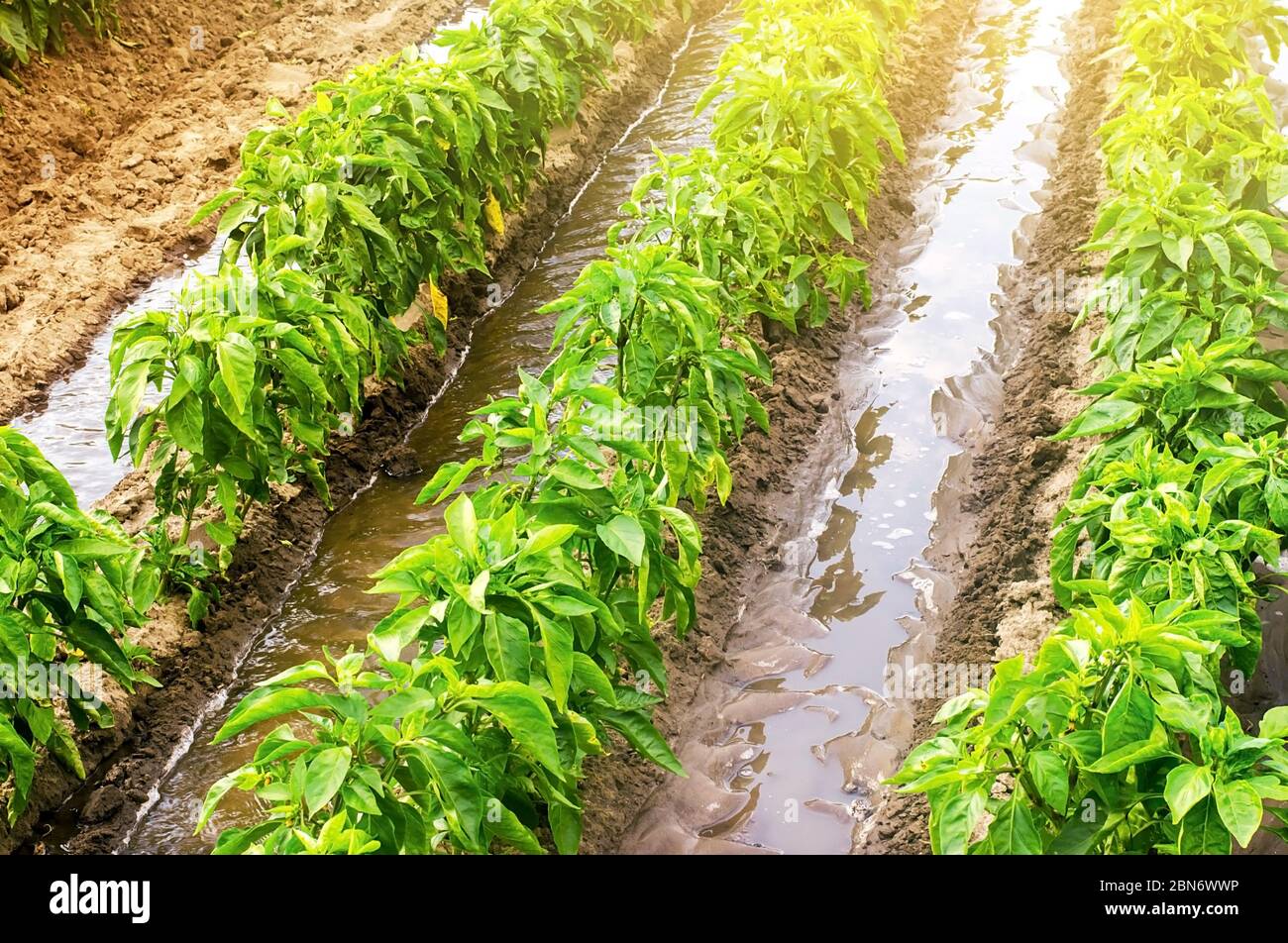 Pepper fields hi-res stock photography and images - Alamy