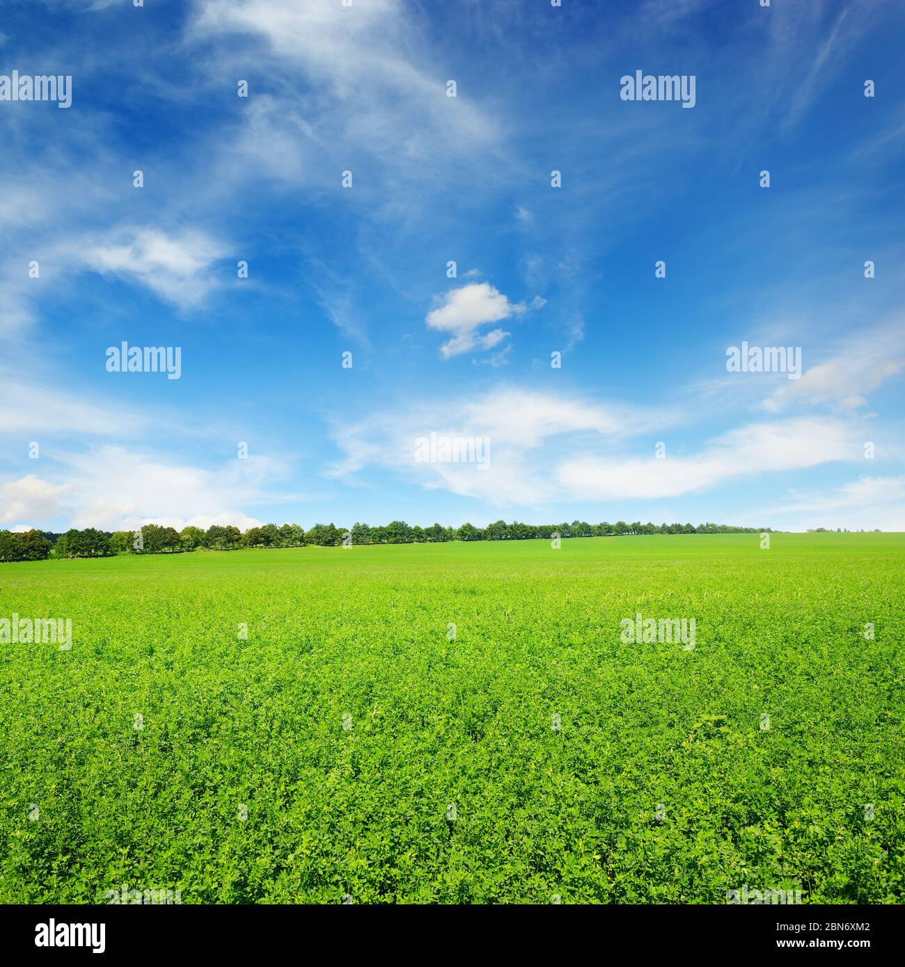 Four leaf clover field hi-res stock photography and images - Alamy
