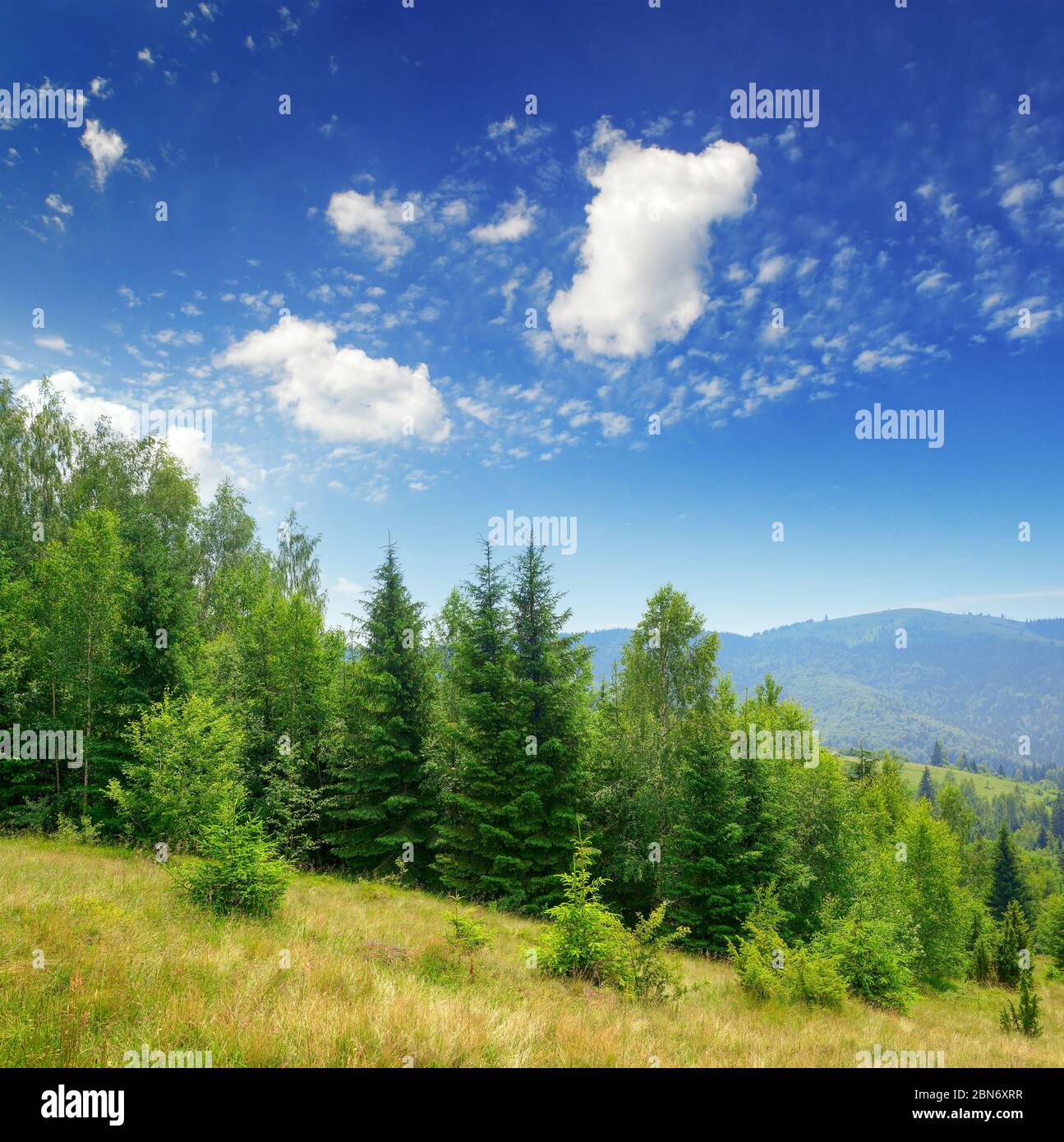 Evergreen fir trees hi-res stock photography and images - Alamy