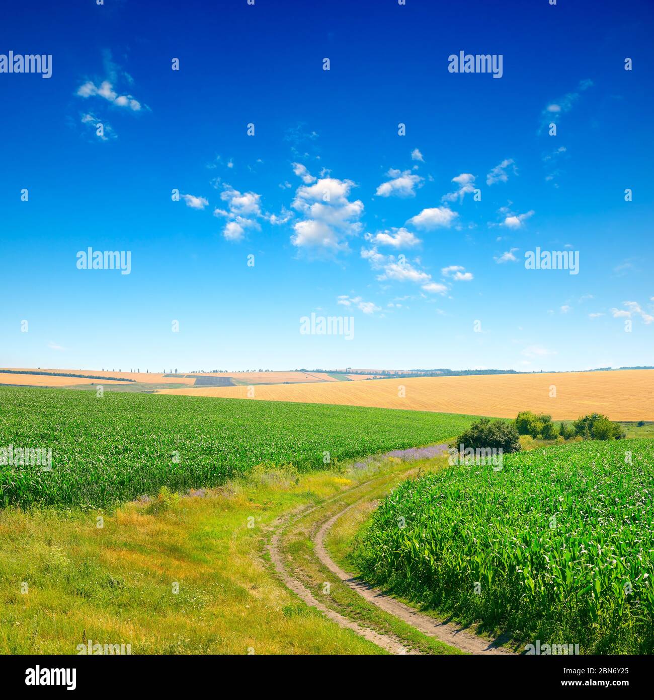 Blue sky over corn field and country road Stock Photo - Alamy