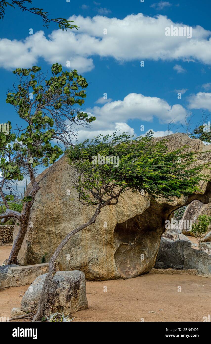 Divi divi tree hi-res stock photography and images - Alamy