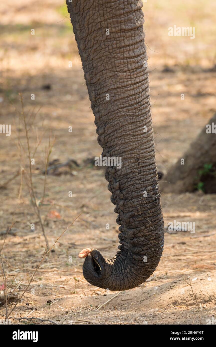 Mopane flower hi-res stock photography and images - Alamy