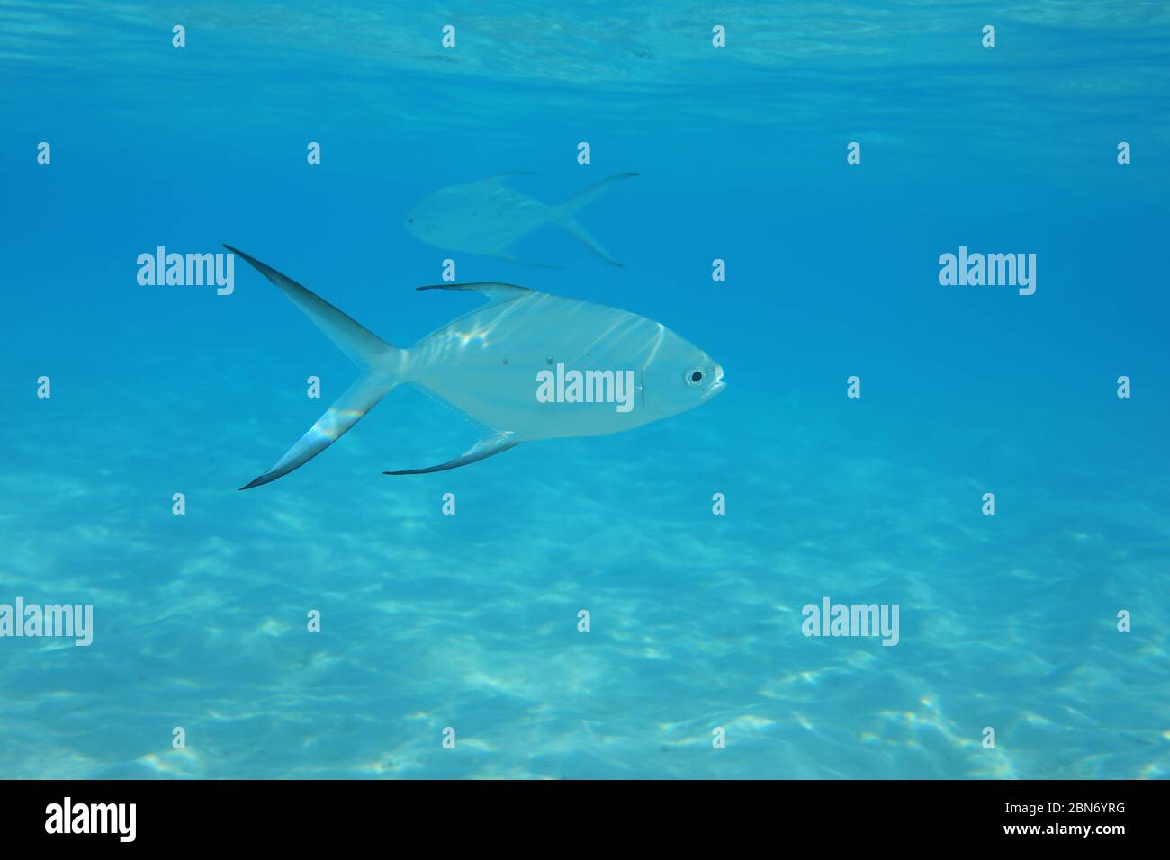 Small spotted dart fish (Trachinotus baillonii) underwater in shallow ...