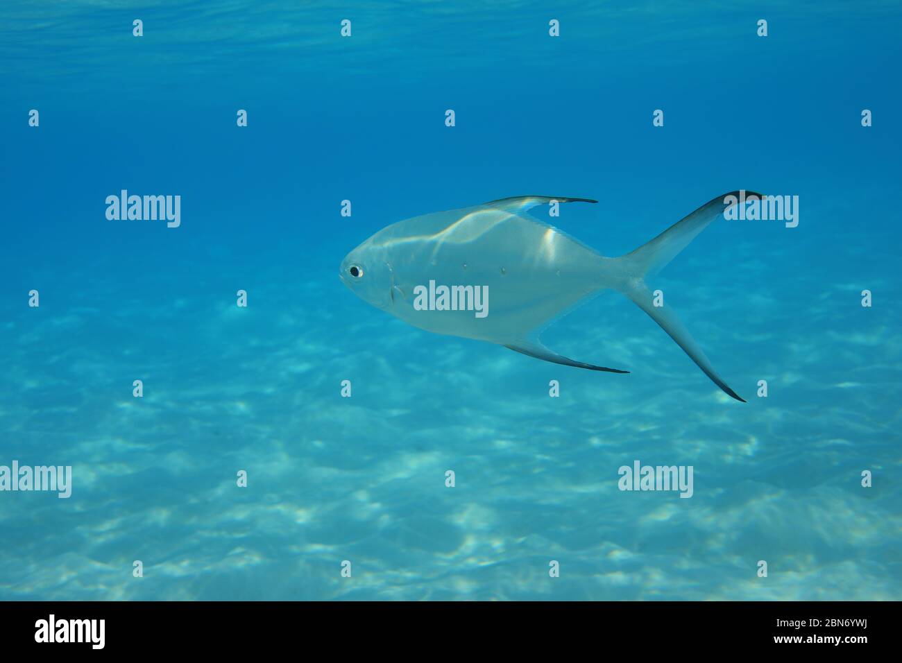 Small spotted dart fish (Trachinotus baillonii) underwater in shallow ...