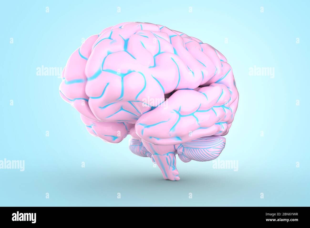 3d illustration of human brain over blue background with soft shadow ...