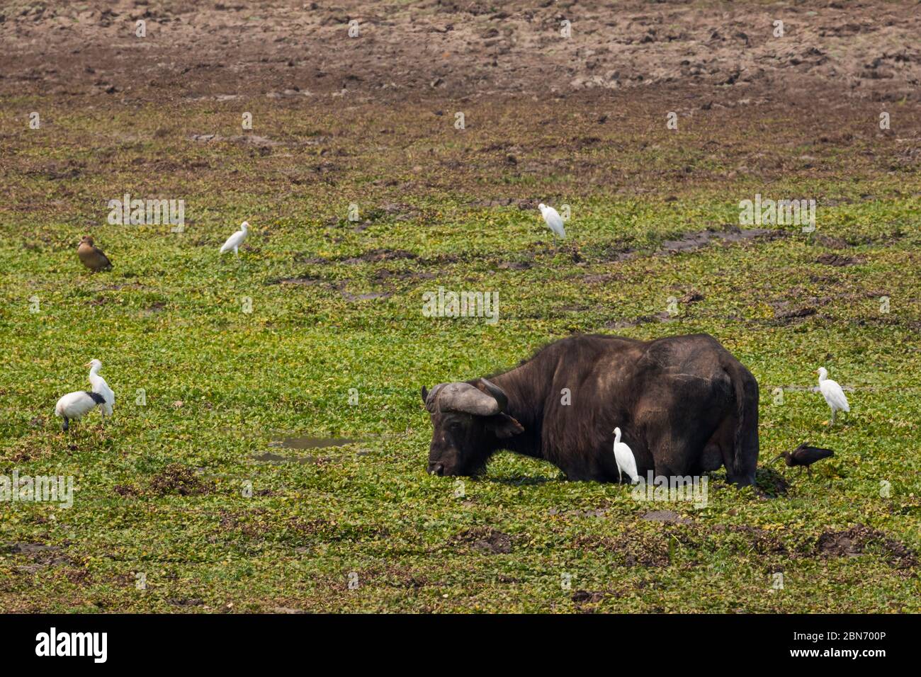 African buffalo feeding in water surrounded by herons, Zambia Stock ...