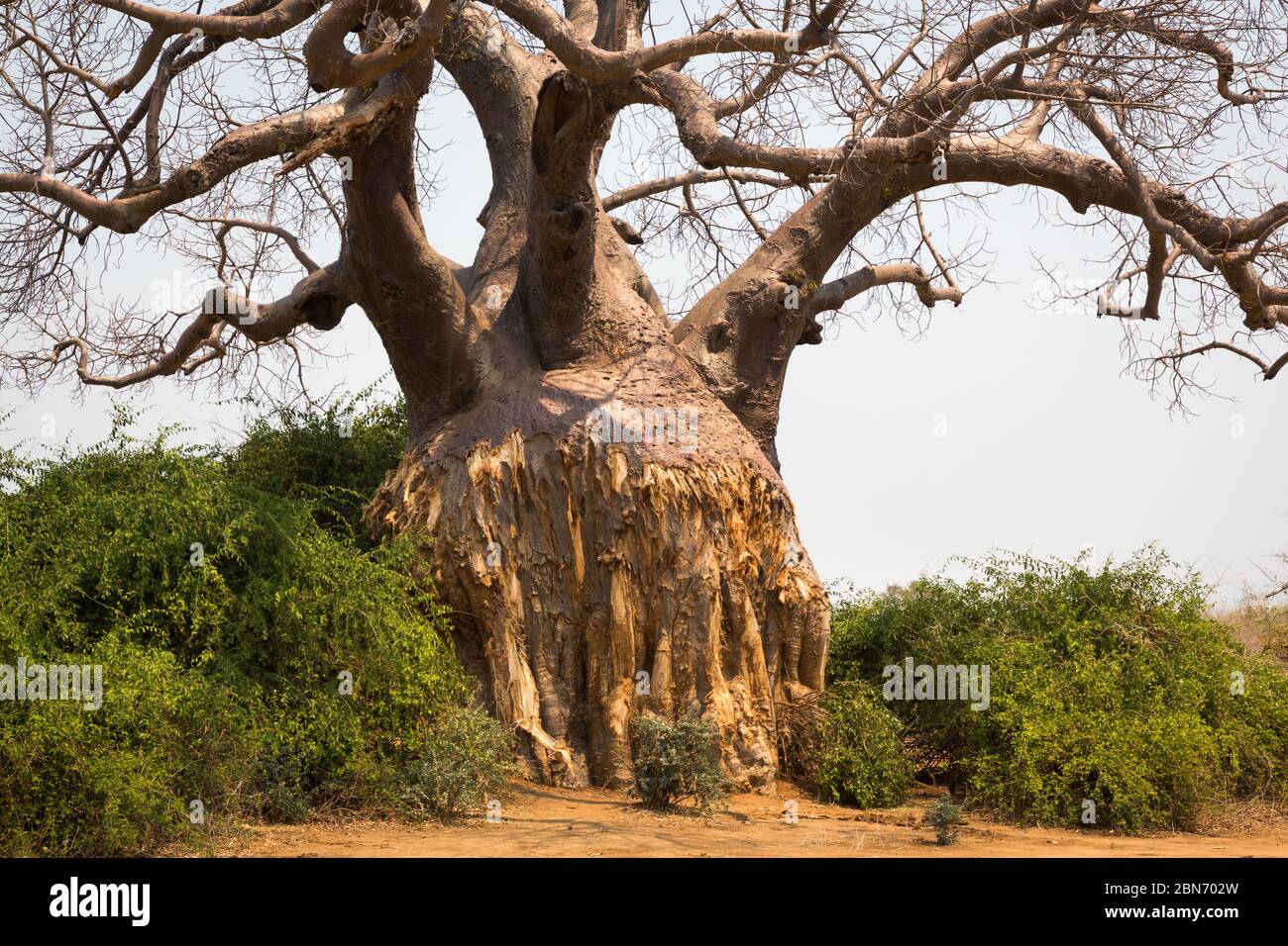 Lonely baobab, Zambia Stock Photo - Alamy