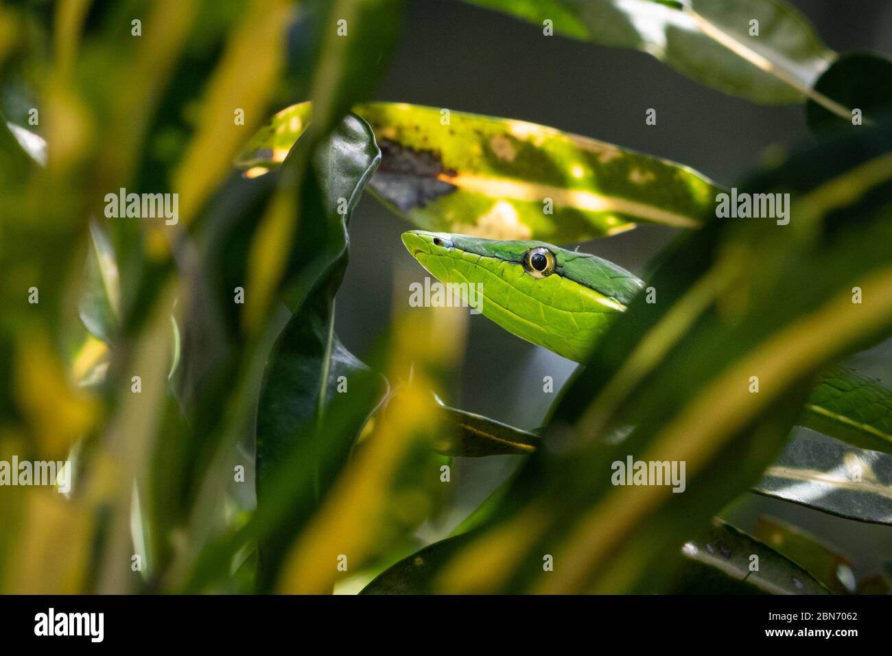 Green Parrot Snake, Costa Rica Stock Photo - Alamy