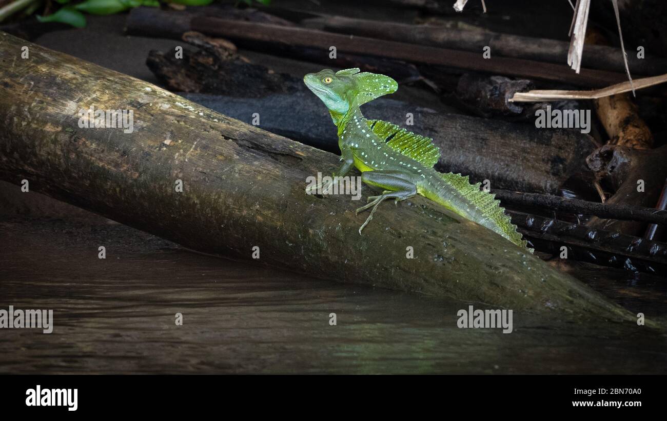 Basilisk or 'Jesus Christ' Lizard can run over water, Costa Rica Stock ...