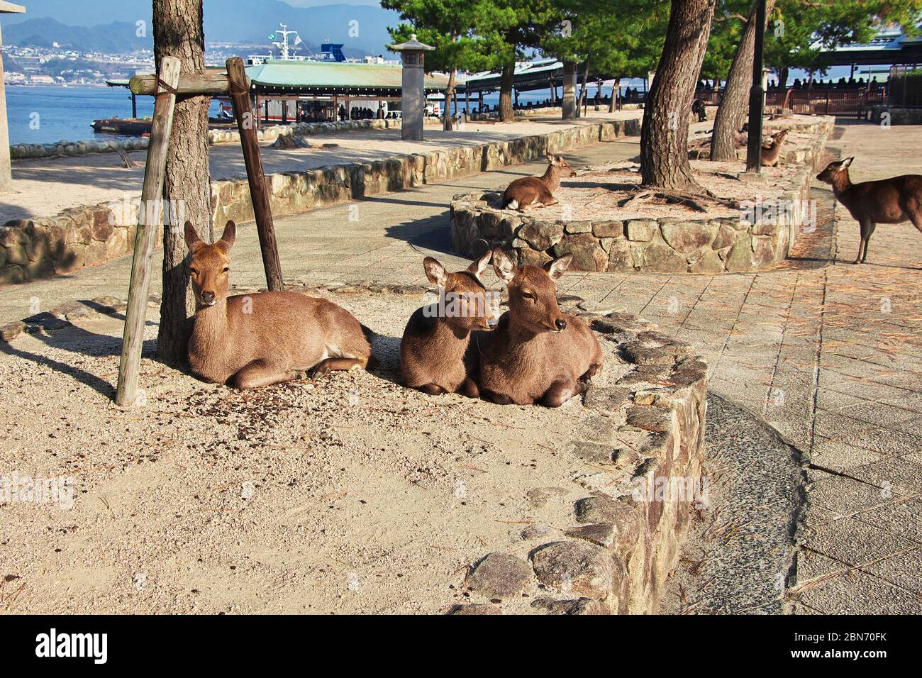 The deer on Miyajima island, Japan Stock Photo - Alamy