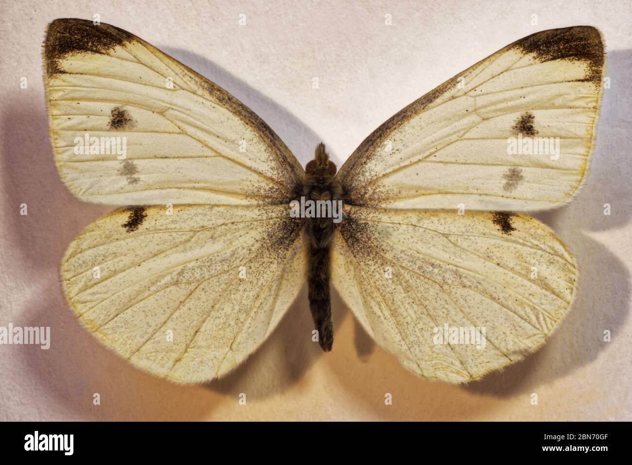 Pieris rapae hi-res stock photography and images - Alamy