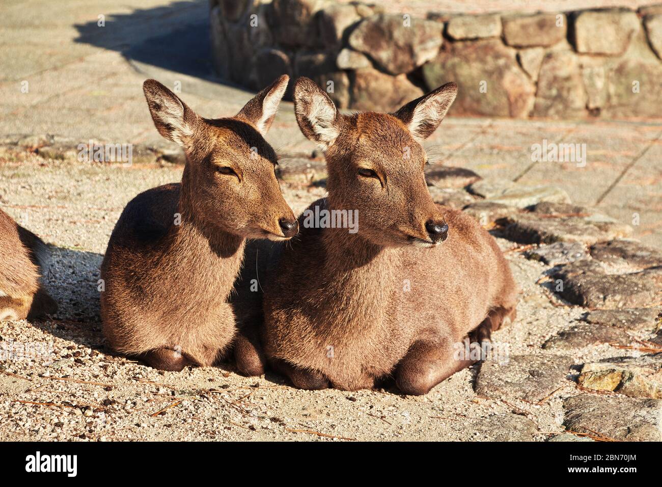 Miyajima deer torii gate hi-res stock photography and images - Alamy