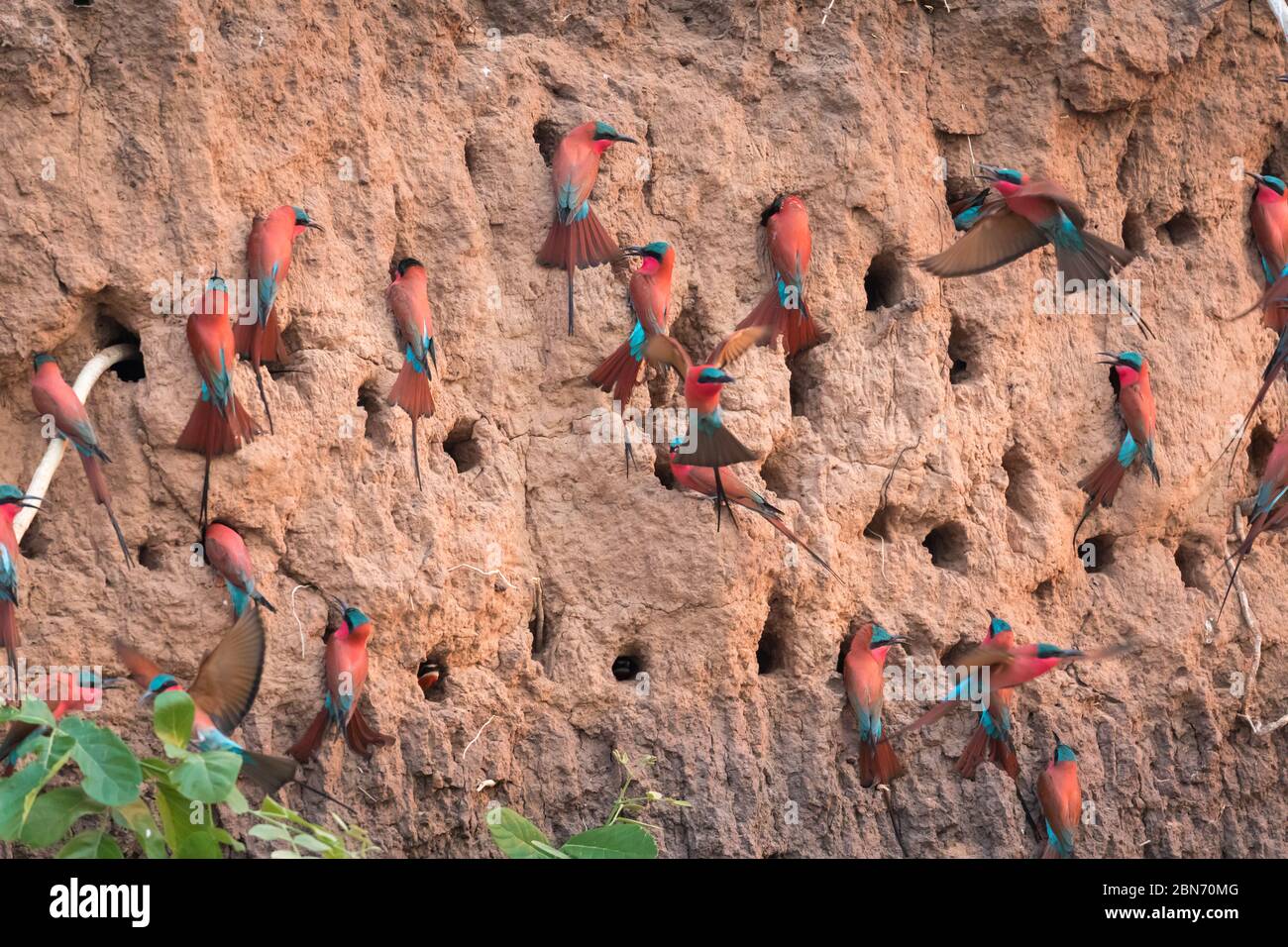 Bee-eaters at colony on the banks of river Zambezi in Lower Zambezi ...