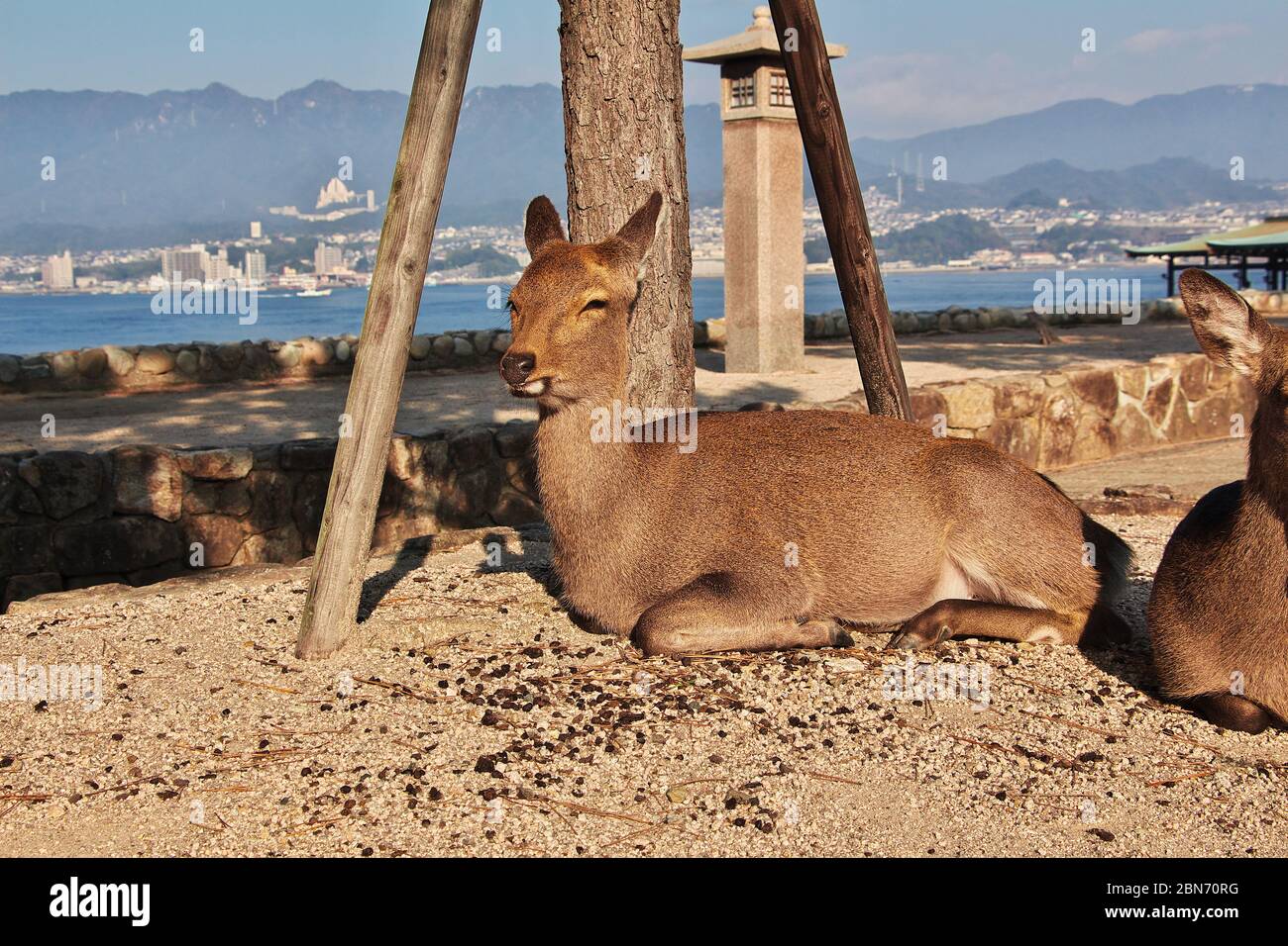 Sika deer miyajima hi-res stock photography and images - Alamy