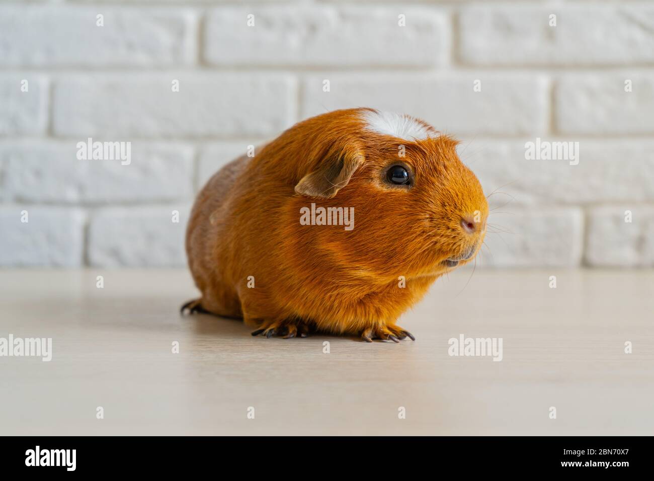 Species of rodent belonging to the family Caviidae and the genus Cavia ...