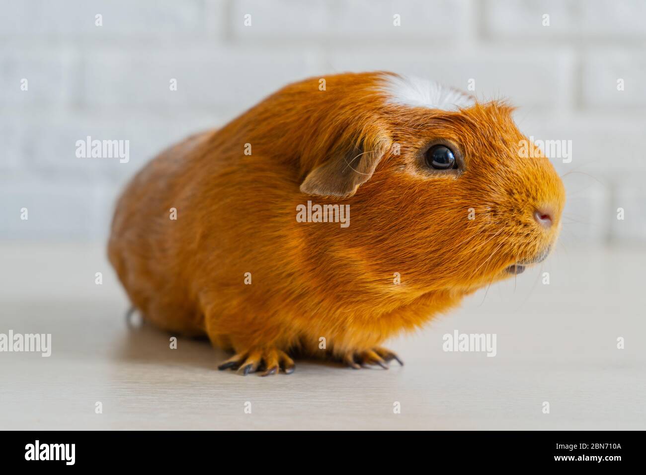 Species of rodent belonging to the family Caviidae and the genus Cavia ...