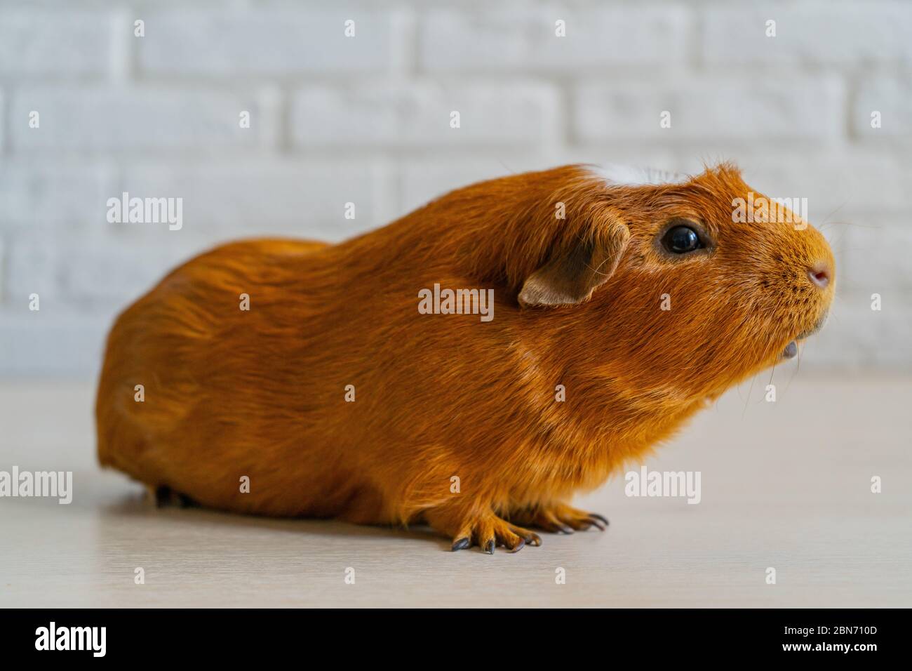 Species of rodent belonging to the family Caviidae and the genus Cavia ...