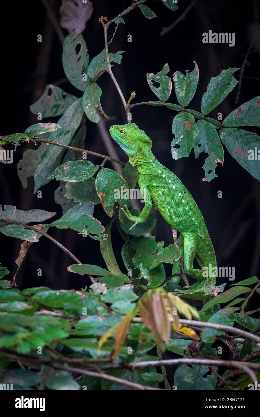 Jesus christ lizard basiliscus plumifrons hi-res stock photography and ...