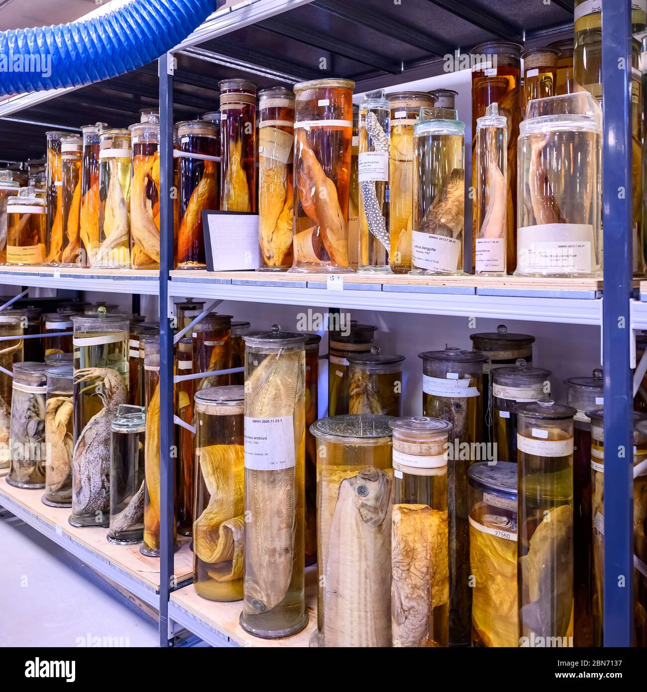 Spirit Tour, Natural History Museum, Kensington, London Stock Photo - Alamy