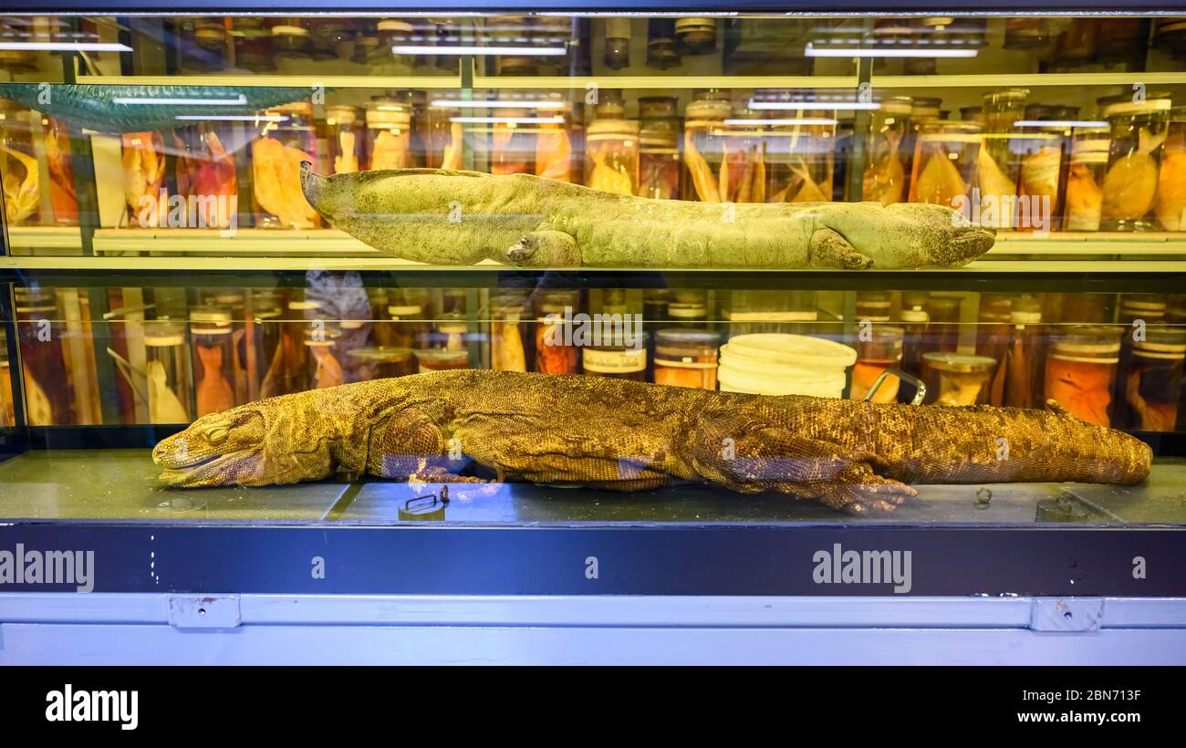 Spirit Tour, Natural History Museum, Kensington, London Stock Photo - Alamy