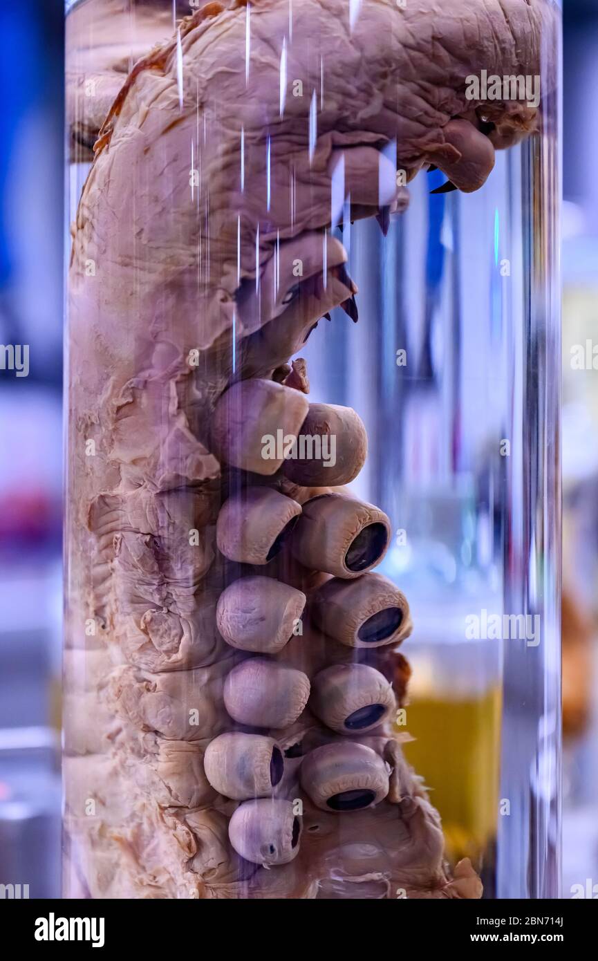 Spirit Tour, Natural History Museum, Kensington, London Stock Photo - Alamy