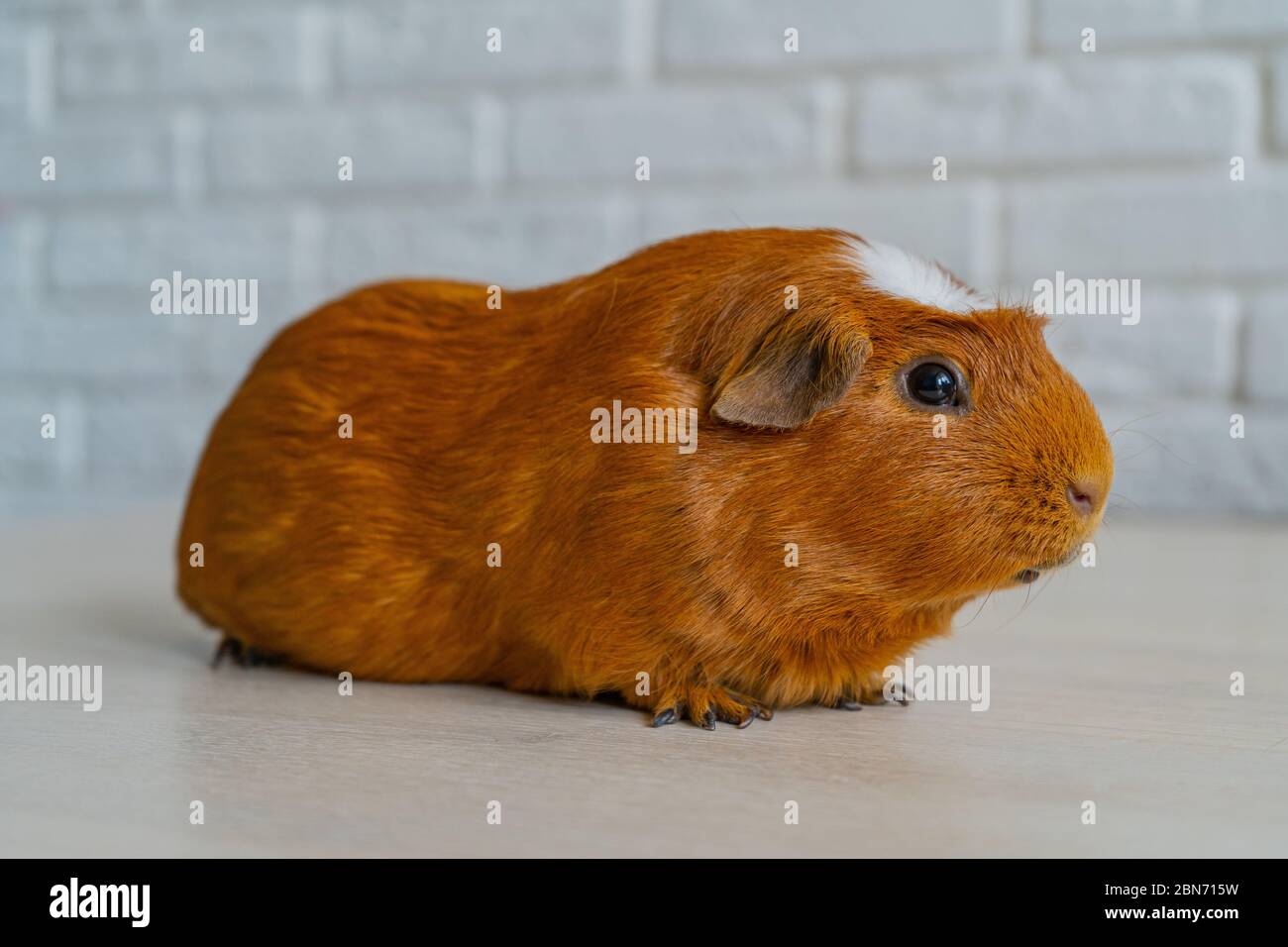 Cavia species hi-res stock photography and images - Alamy