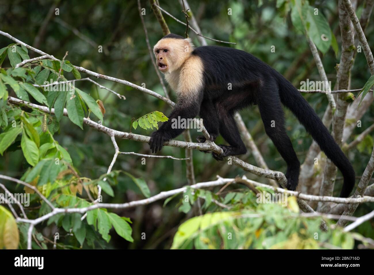 White-headed capuchin ( Cebus capucinus Stock Photo - Alamy