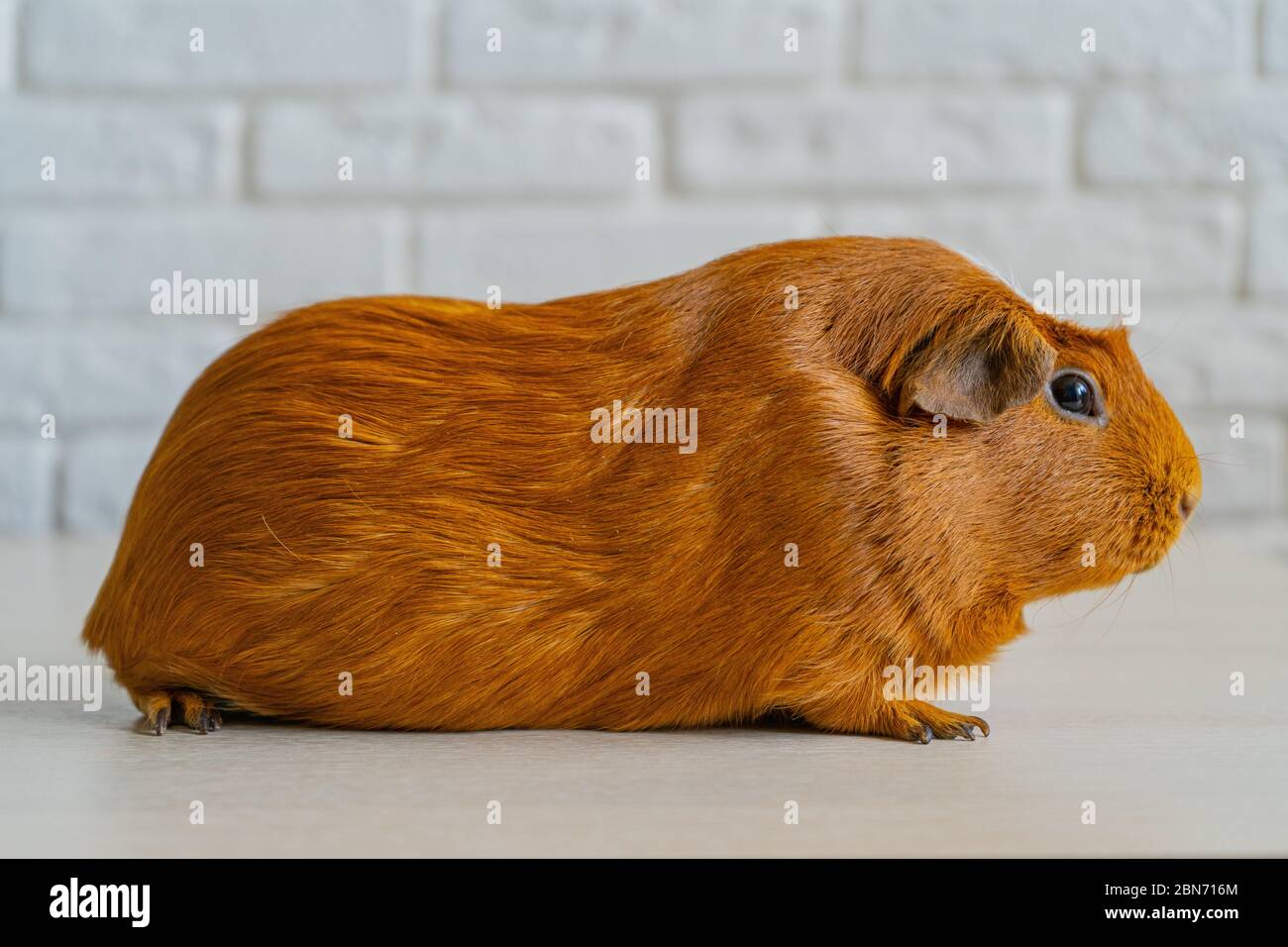 Species of rodent belonging to the family Caviidae and the genus Cavia ...