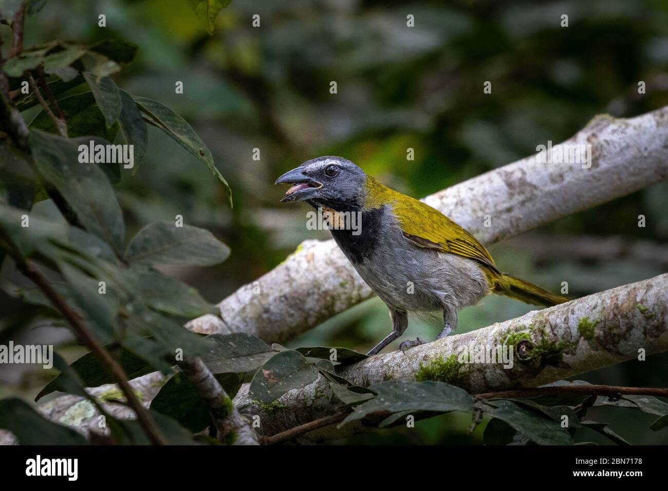 Buff-throated Saltator (Saltator maximus maximus Stock Photo - Alamy