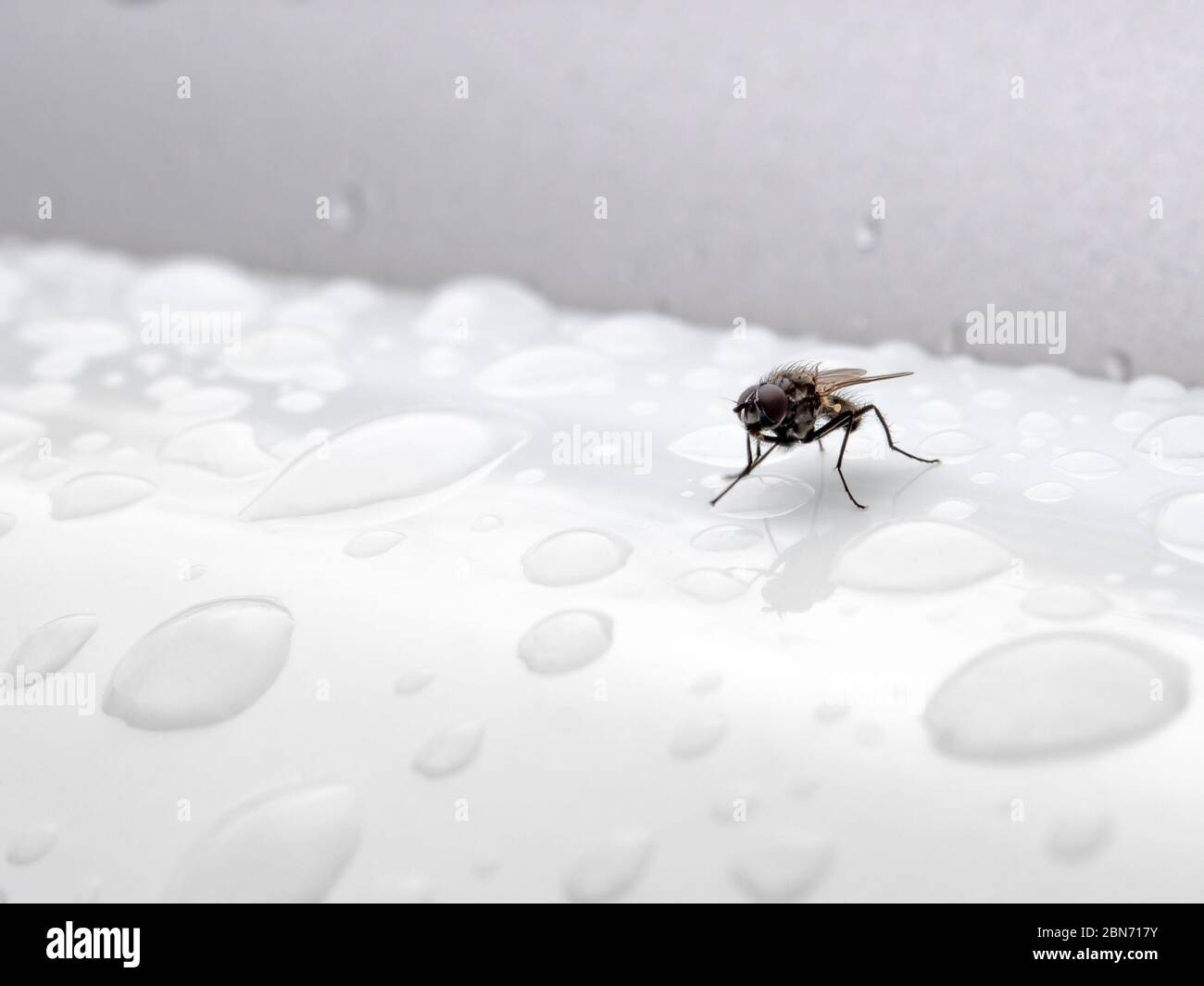 Glossy exudate hi-res stock photography and images - Alamy