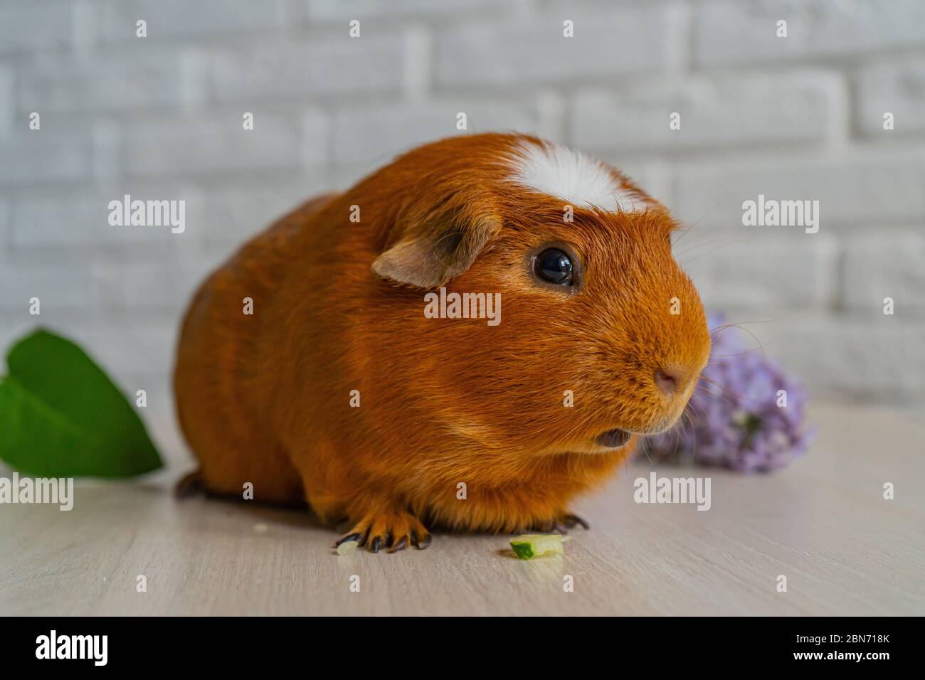 Caviidae genus hi-res stock photography and images - Alamy