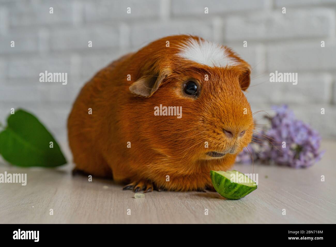 Species of rodent belonging to the family Caviidae and the genus Cavia ...