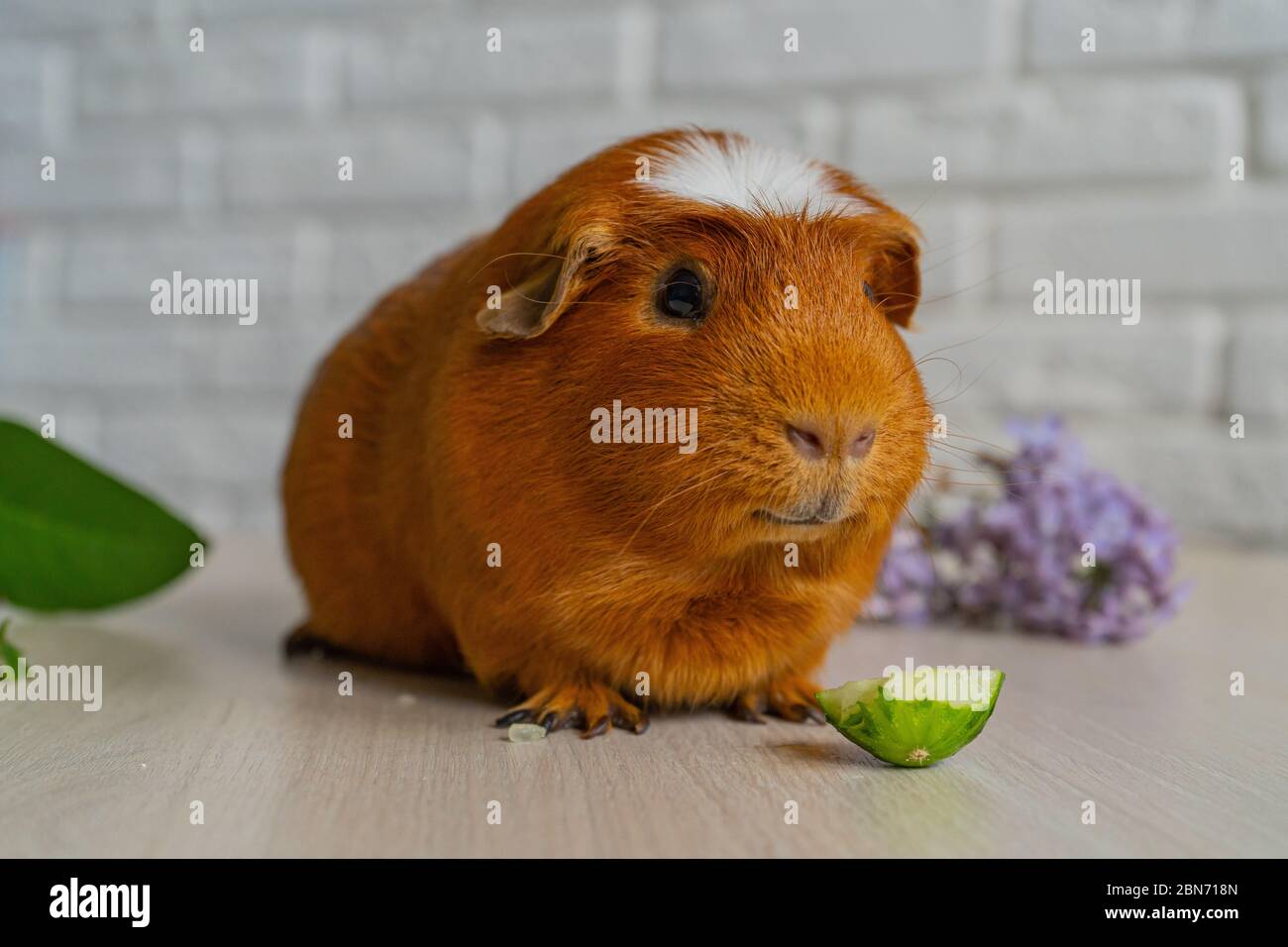 Species of rodent belonging to the family Caviidae and the genus Cavia ...