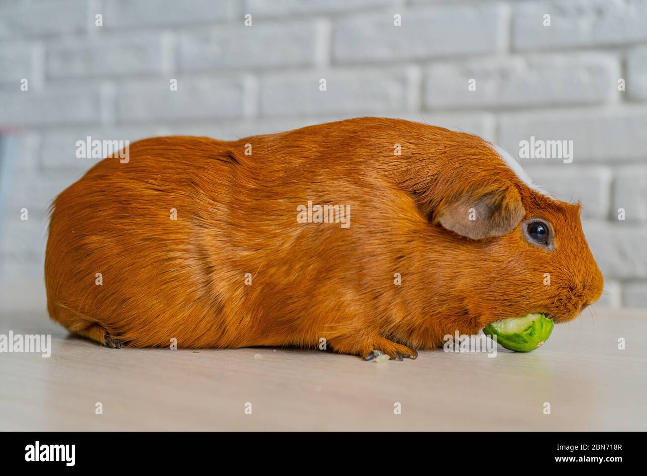 Species of rodent belonging to the family Caviidae and the genus Cavia ...