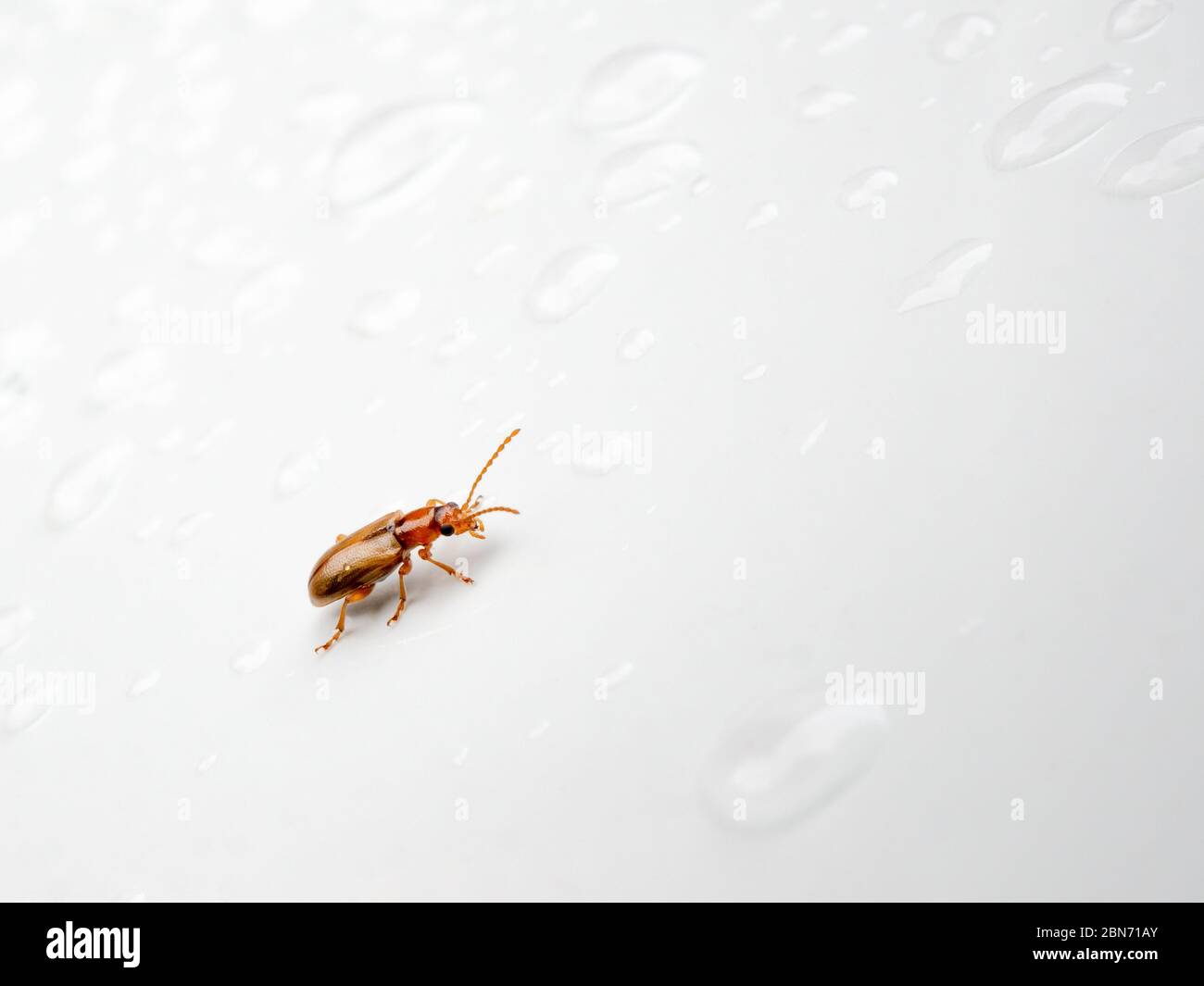 Bugs Shadow Depth Of Field