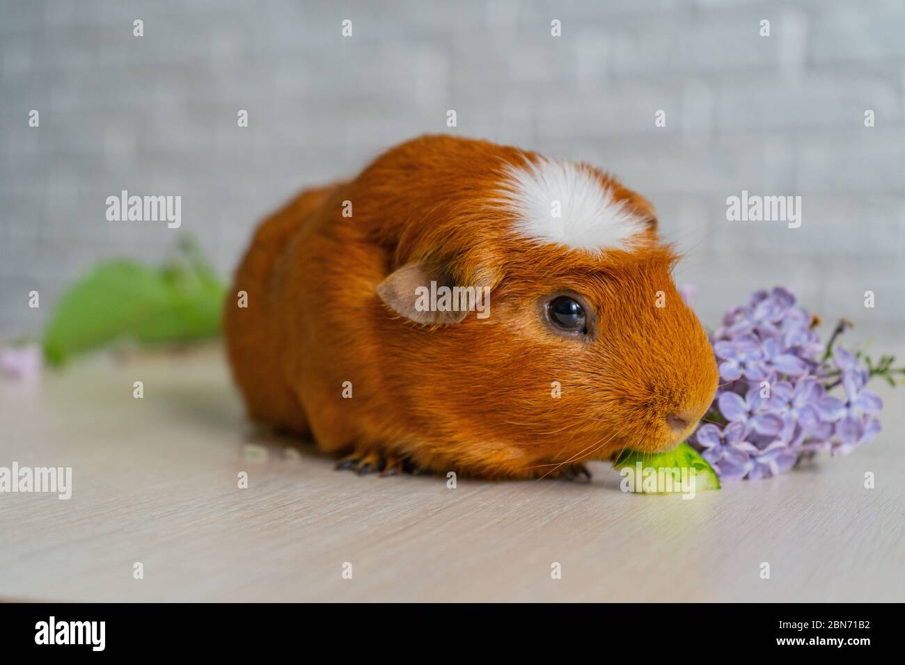 Species of rodent belonging to the family Caviidae and the genus Cavia ...