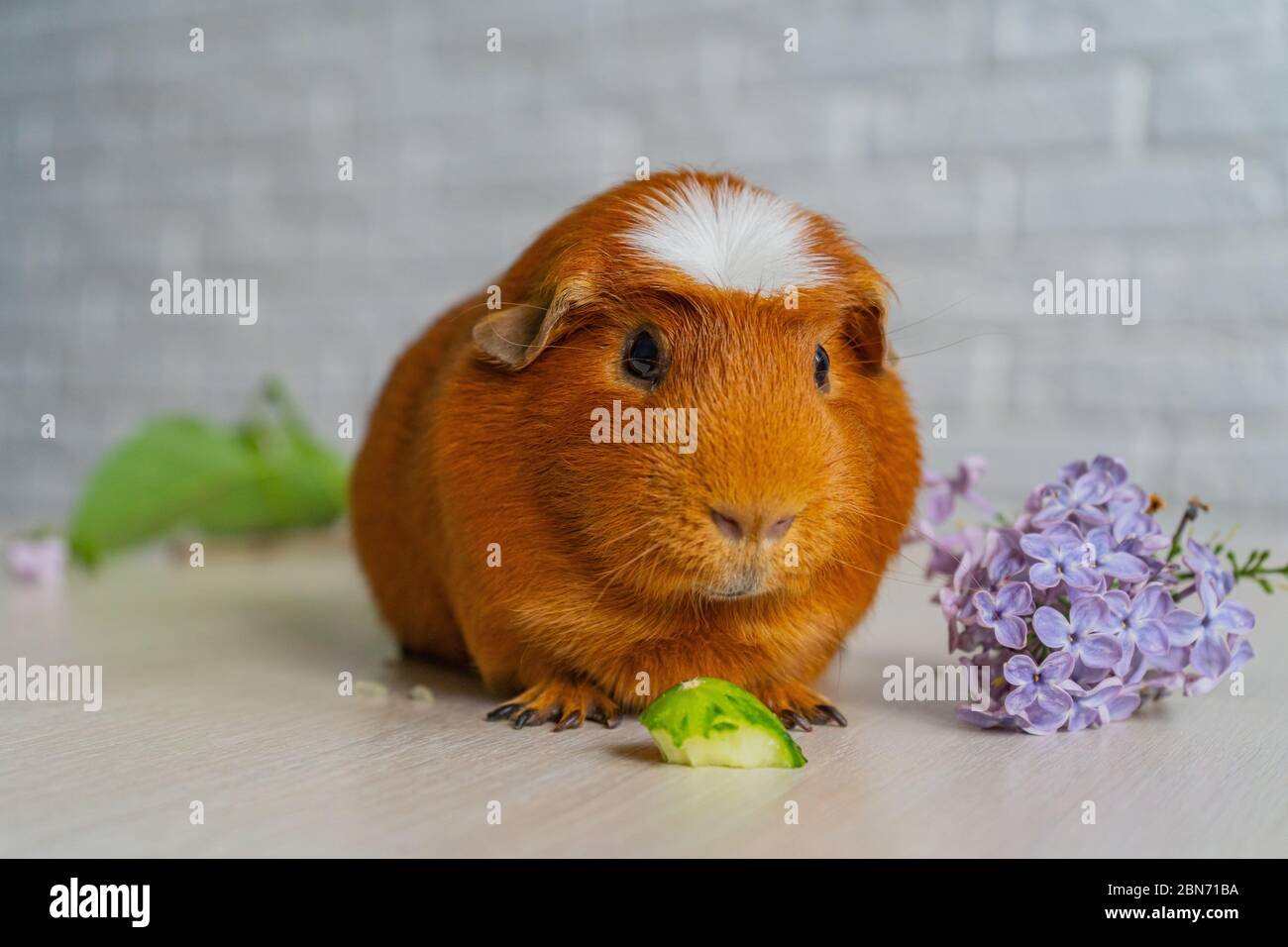 Species of rodent belonging to the family Caviidae and the genus Cavia ...