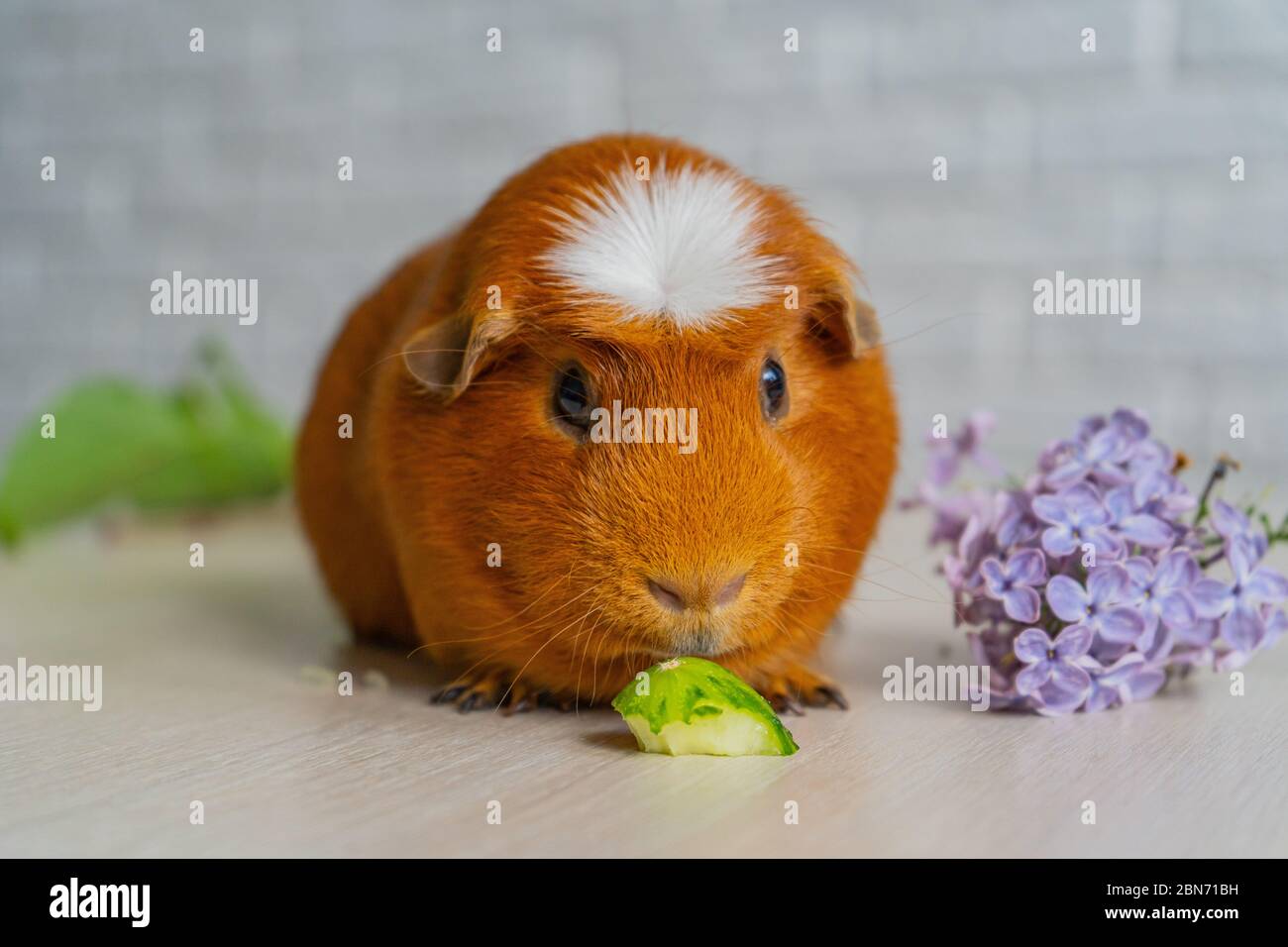Species of rodent belonging to the family Caviidae and the genus Cavia ...