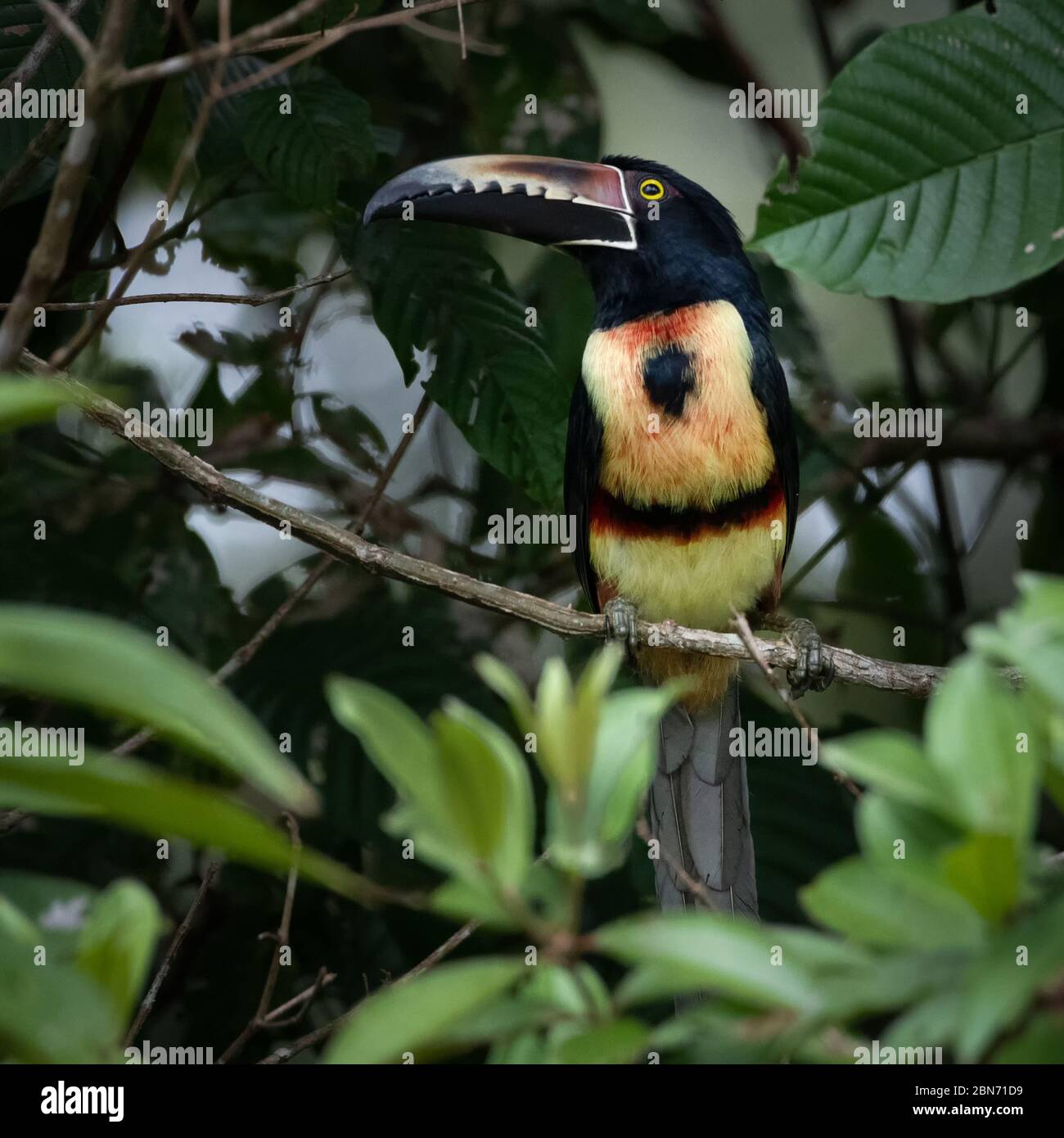 Pteroglossus torquatus hi-res stock photography and images - Alamy
