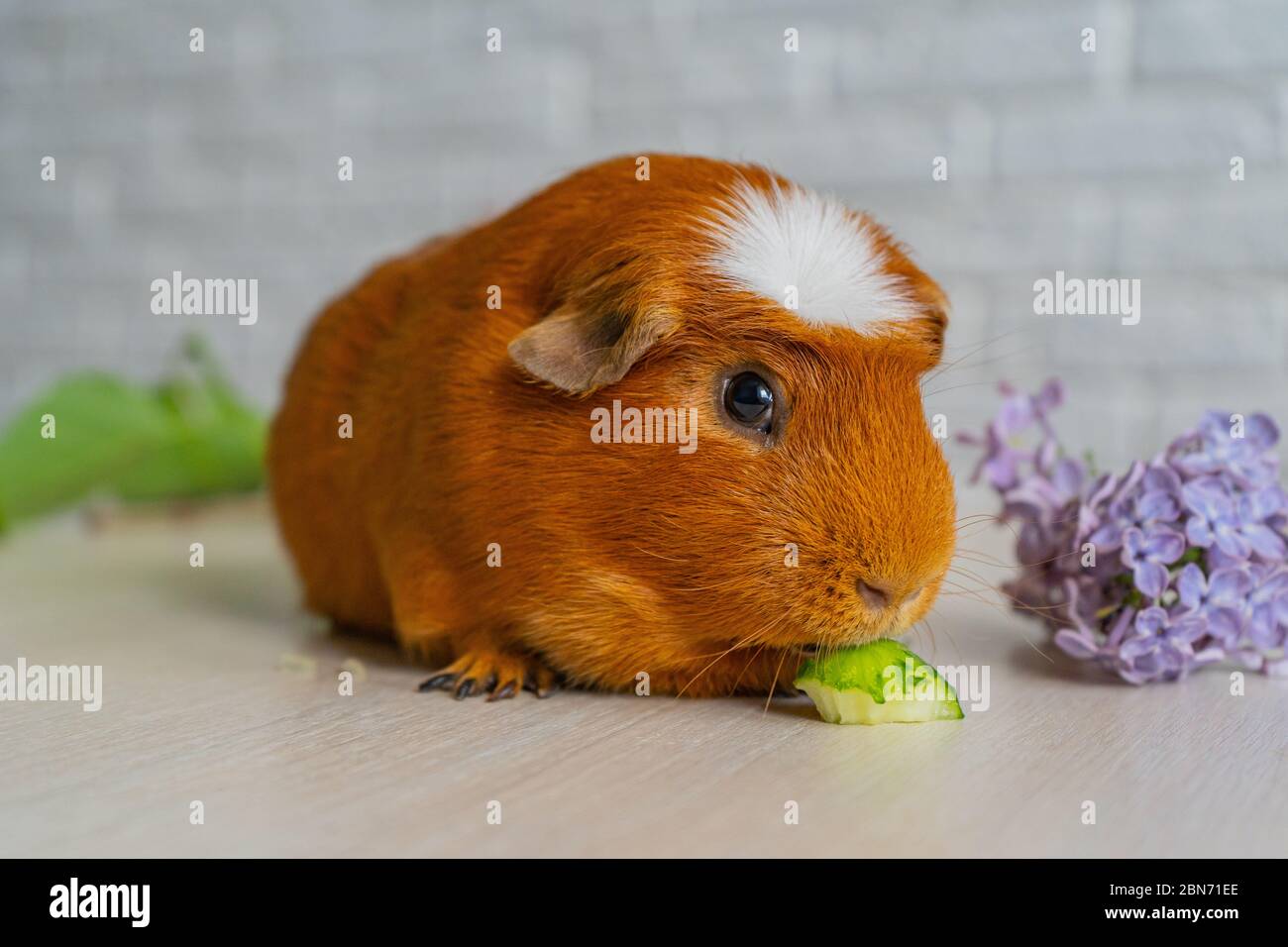 Species of rodent belonging to the family Caviidae and the genus Cavia ...